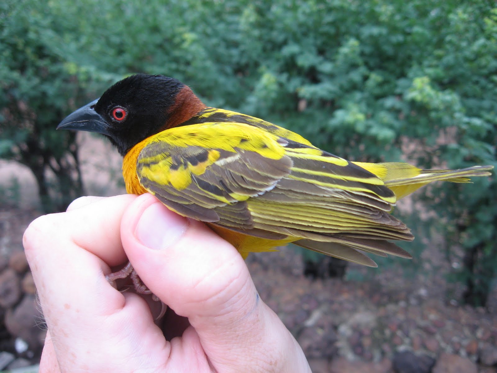 A Peace Corps Volunteer in The Gambia: Bird Watching in The Gambia