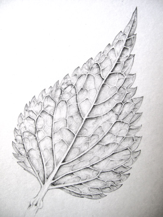 sarah roberts: back to the drawing..