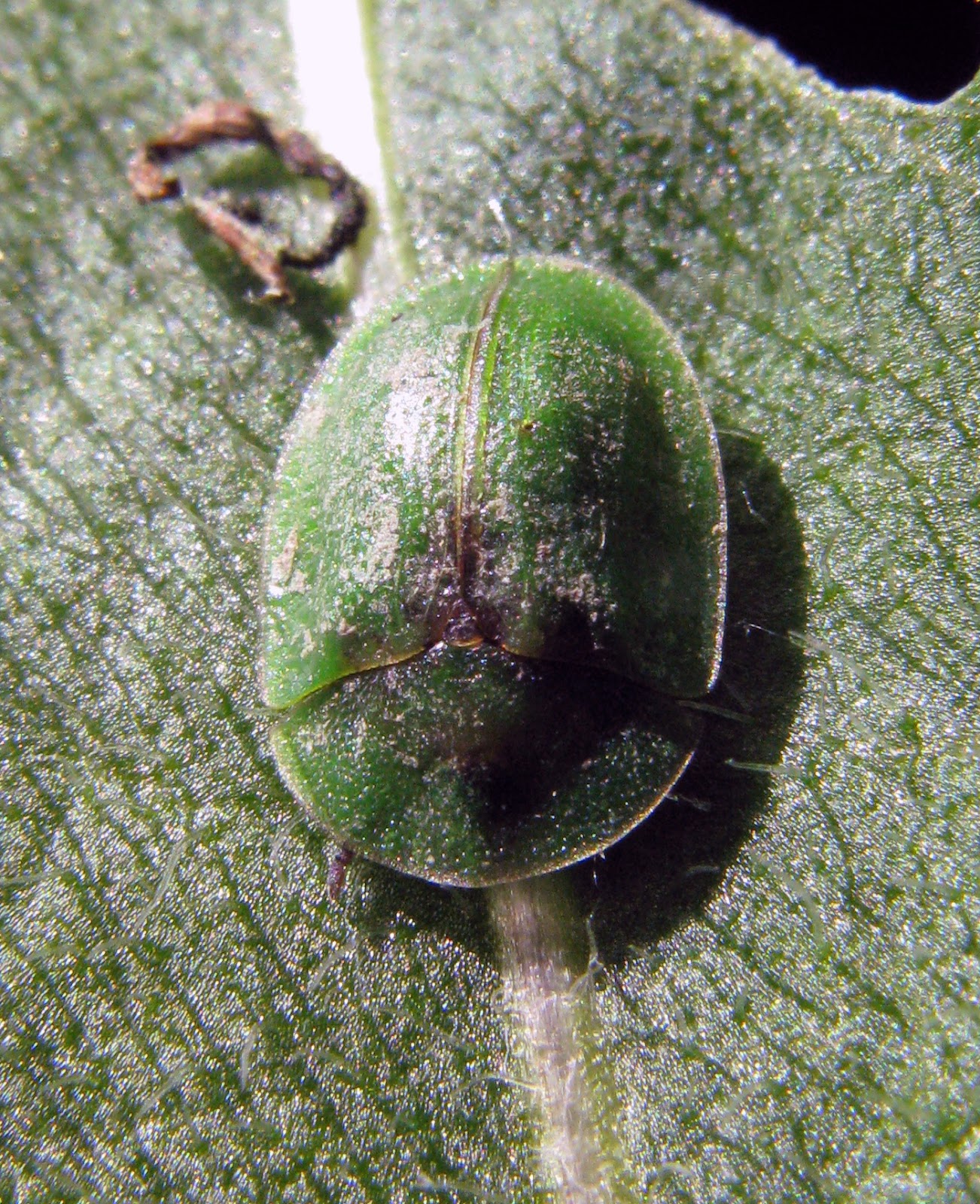 Newhaven Wildlife: April 2016