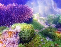 Wisata Bahari Di Maluku: Laut Banda