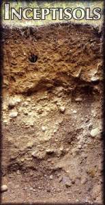 Ayuputrinedo: Jenis-jenis Tanah di Indonesia