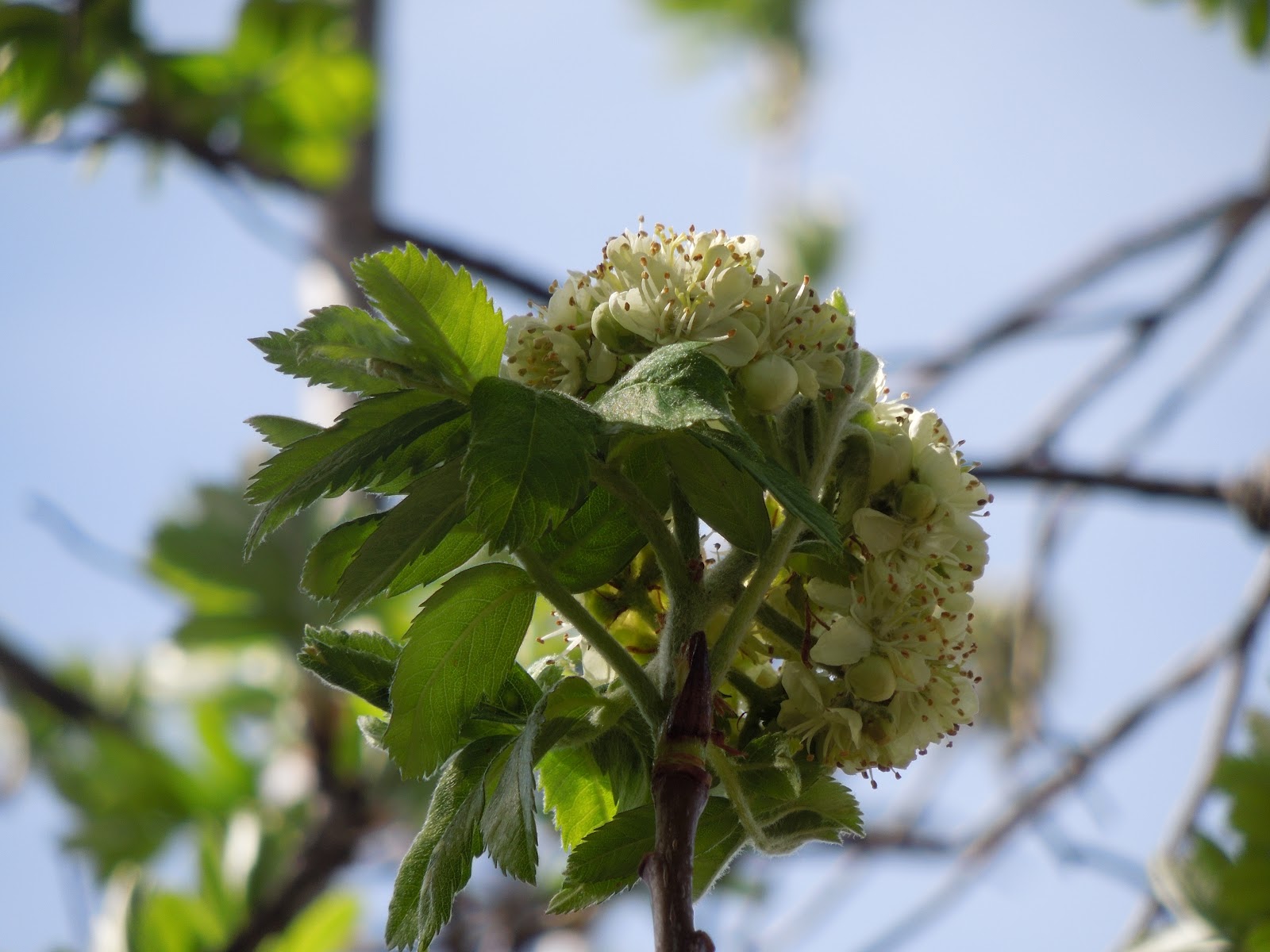 Flores de Serbal - BOTÀNIC SERRAT
