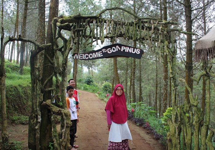 Goa Pinus