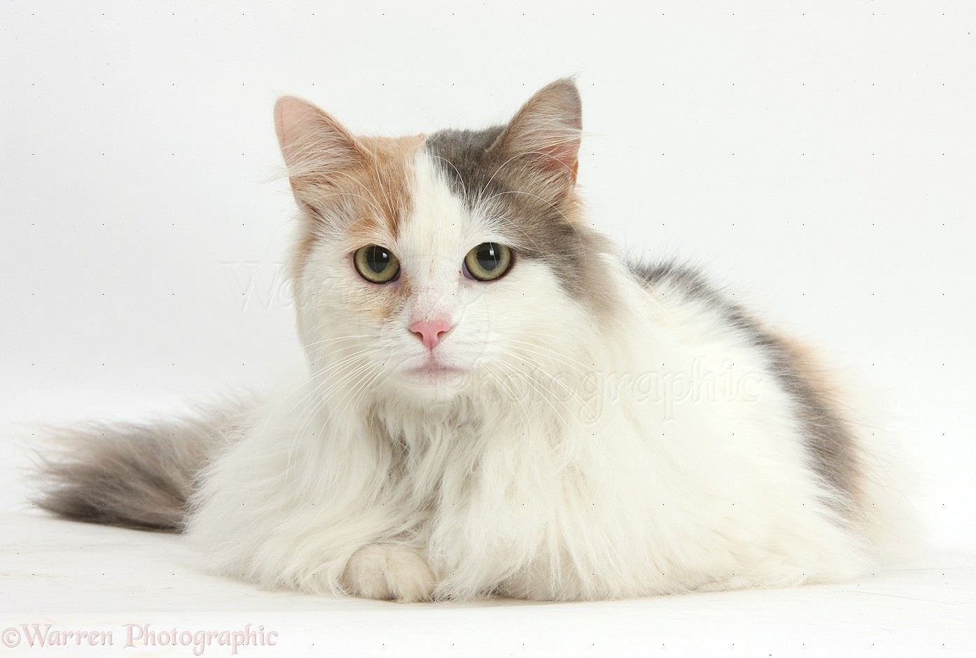 Foto Kucing Turkish Van, Si Perenang Dari Turki | Foto Kucing Terbaru