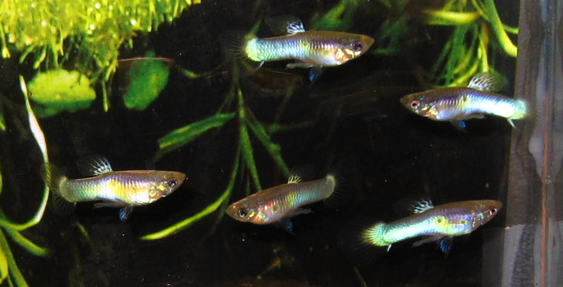Swordtail Guppies: Asian Blau Japan Blue Swordtails