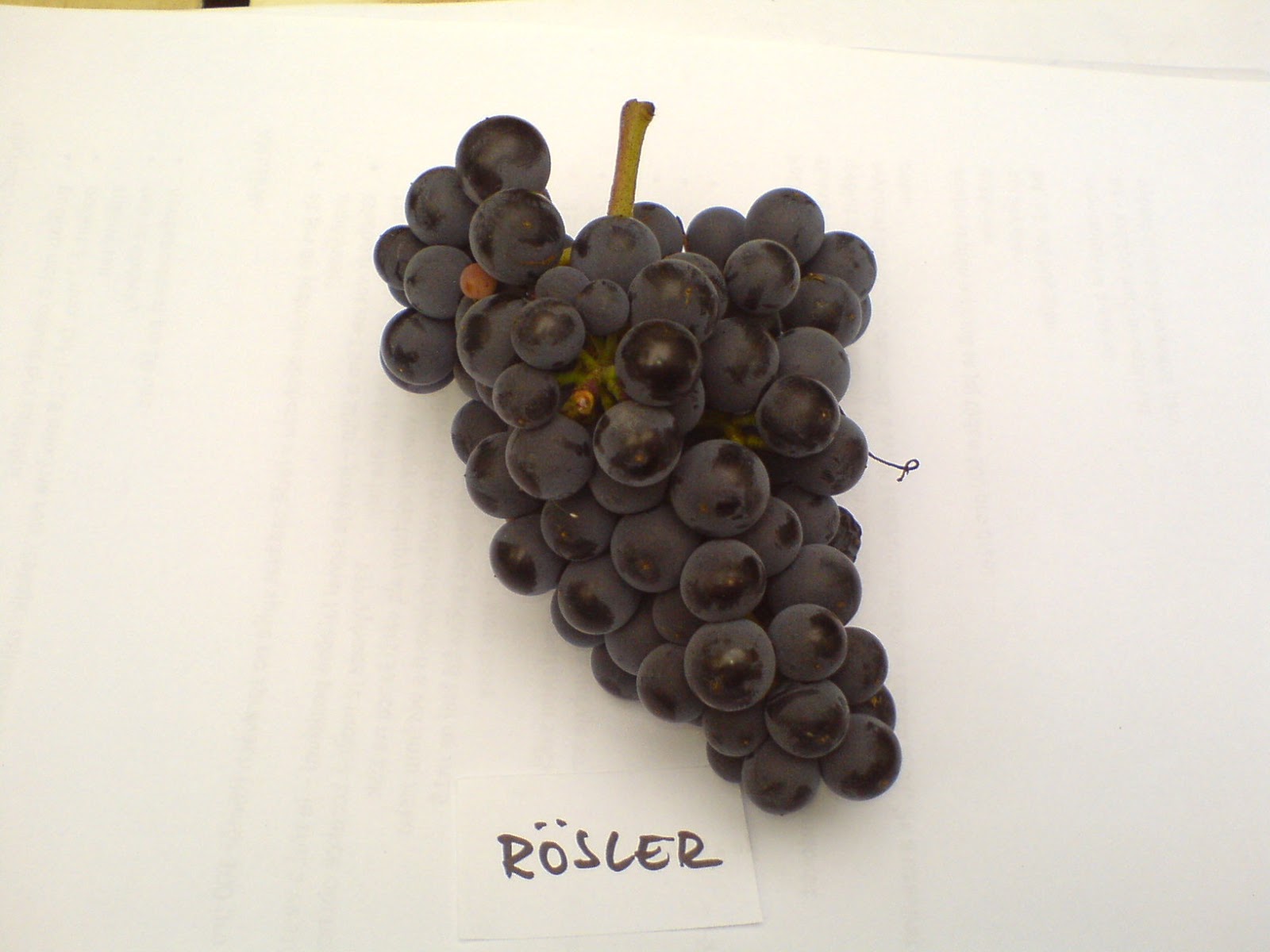 Víno a Réva Vinná - Vino online - Ampelografie: Roesler