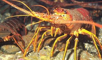 crustaceos marinos: Caracteristicas des los crustaceos