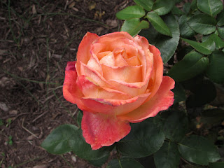 Renzie Park Rose Garden, McKeesport, PA | Interesting Pennsylvania and ...