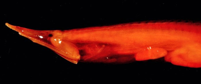 Artes de Pesca: SACCOPHARYNGIFORMES