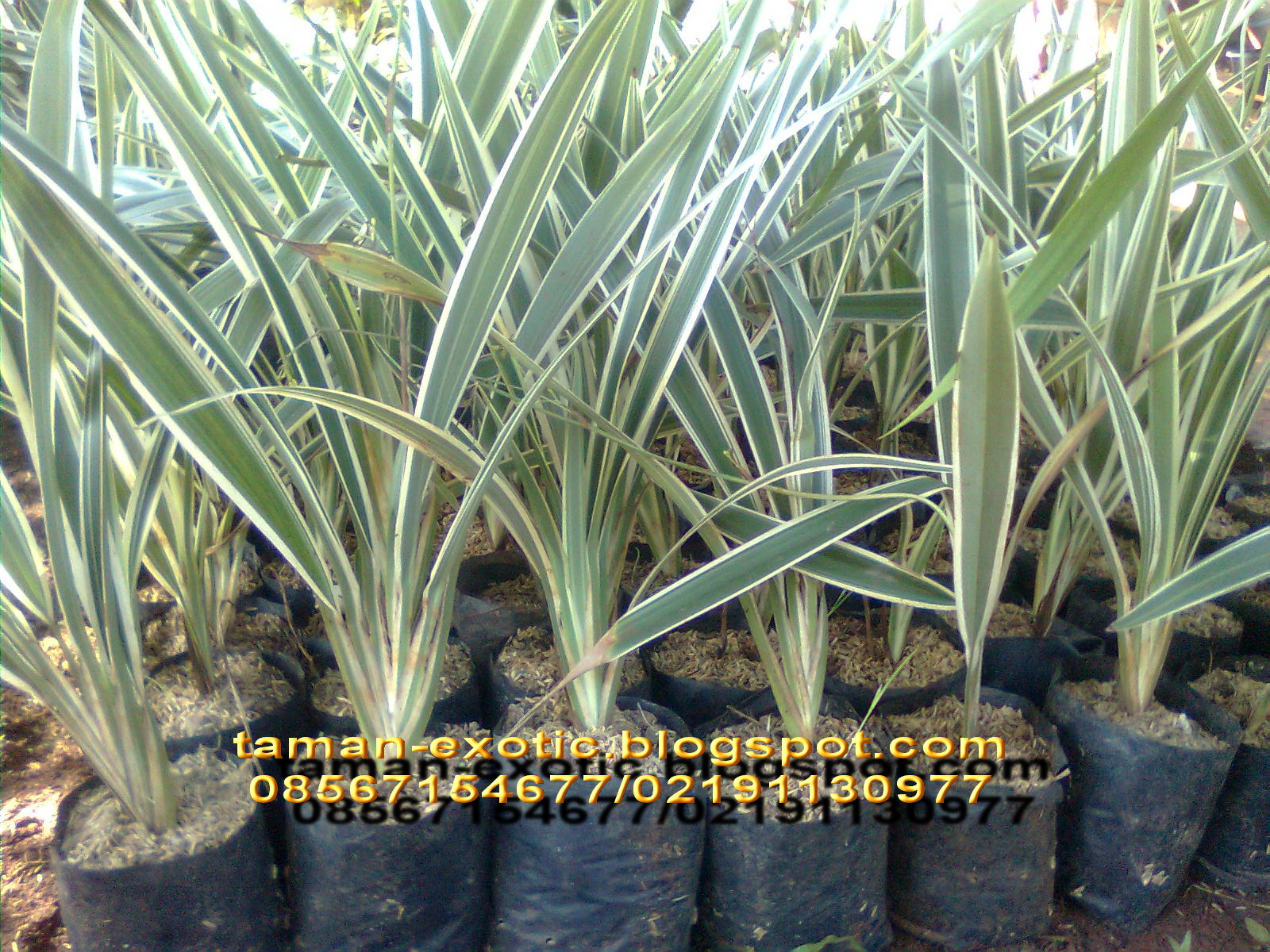 18+ Tanaman Hias Bunga Semak