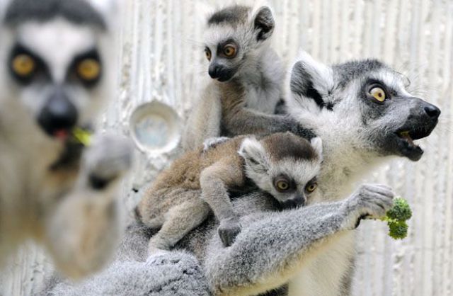 Funny animals of the week - 29 June 2012 (45 pics) | Amazing Creatures