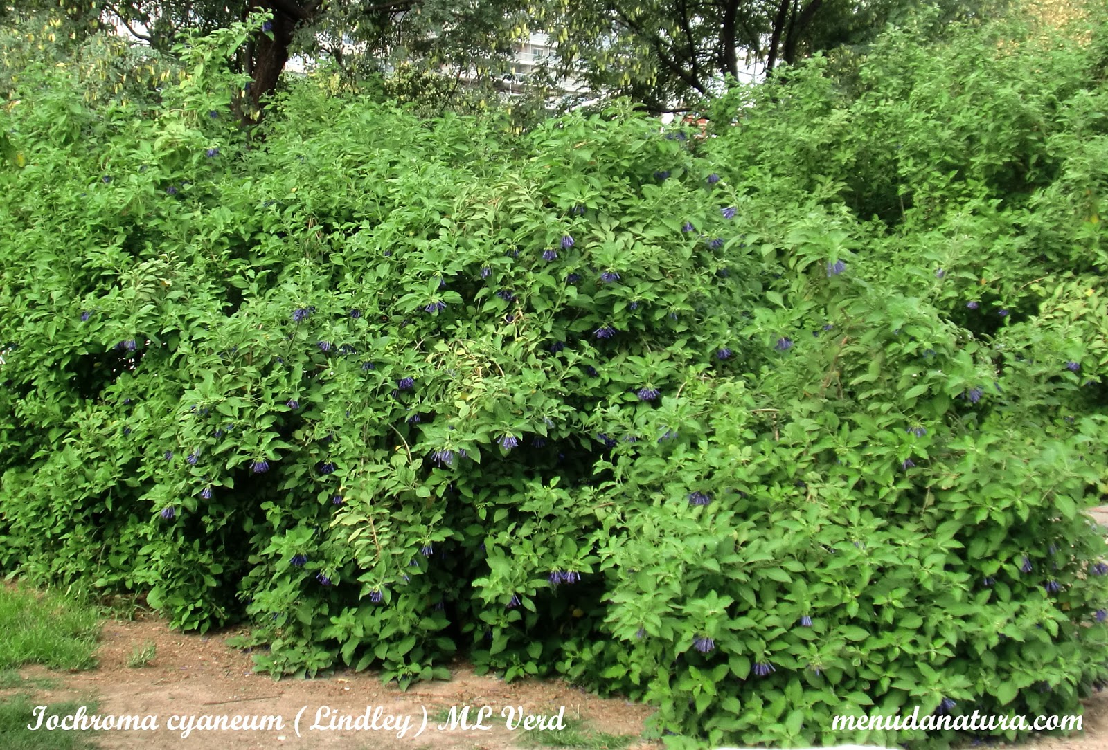 El Jardí de Menuda Natura: de desembre 2012