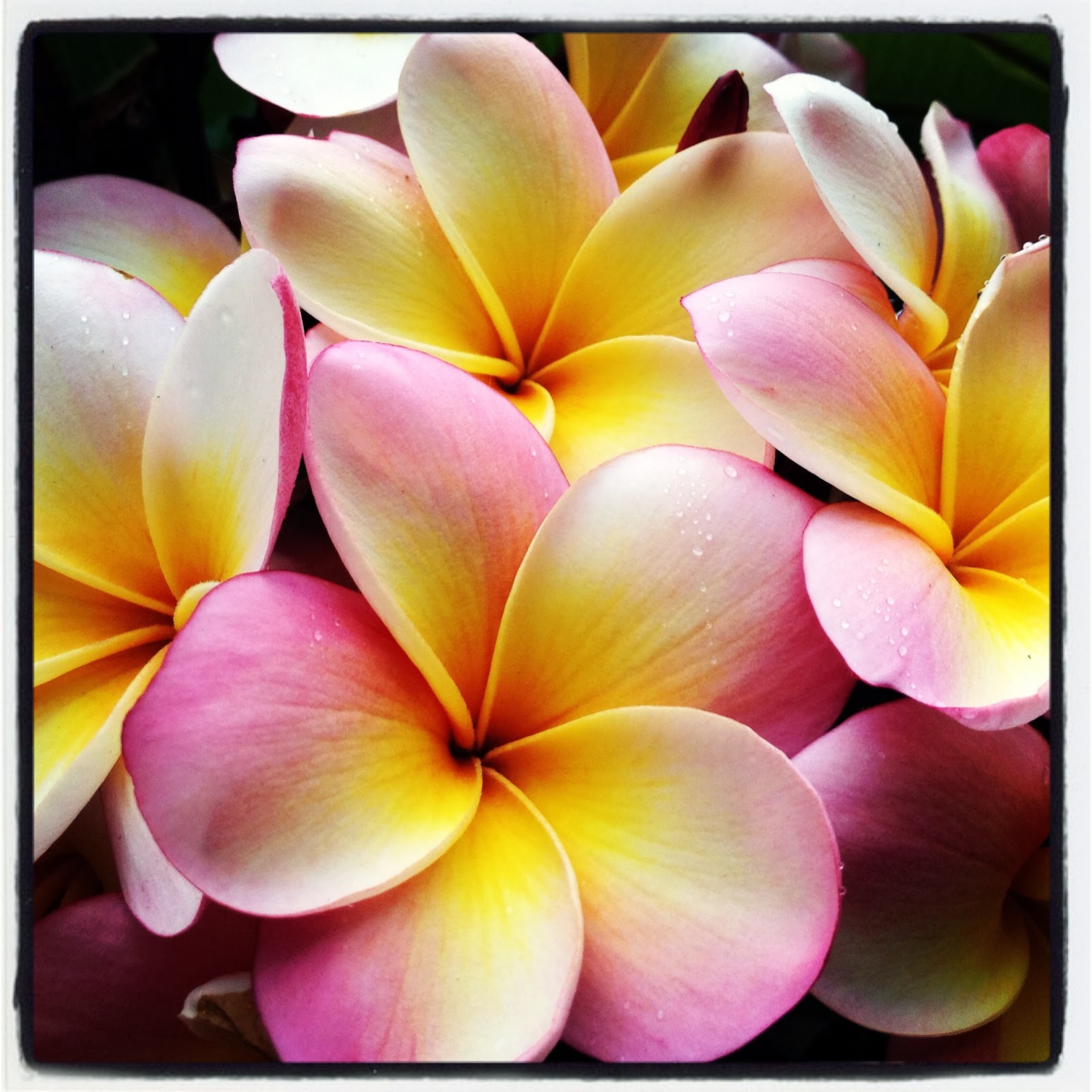 Postcard Pictures: Under the Frangipani tree