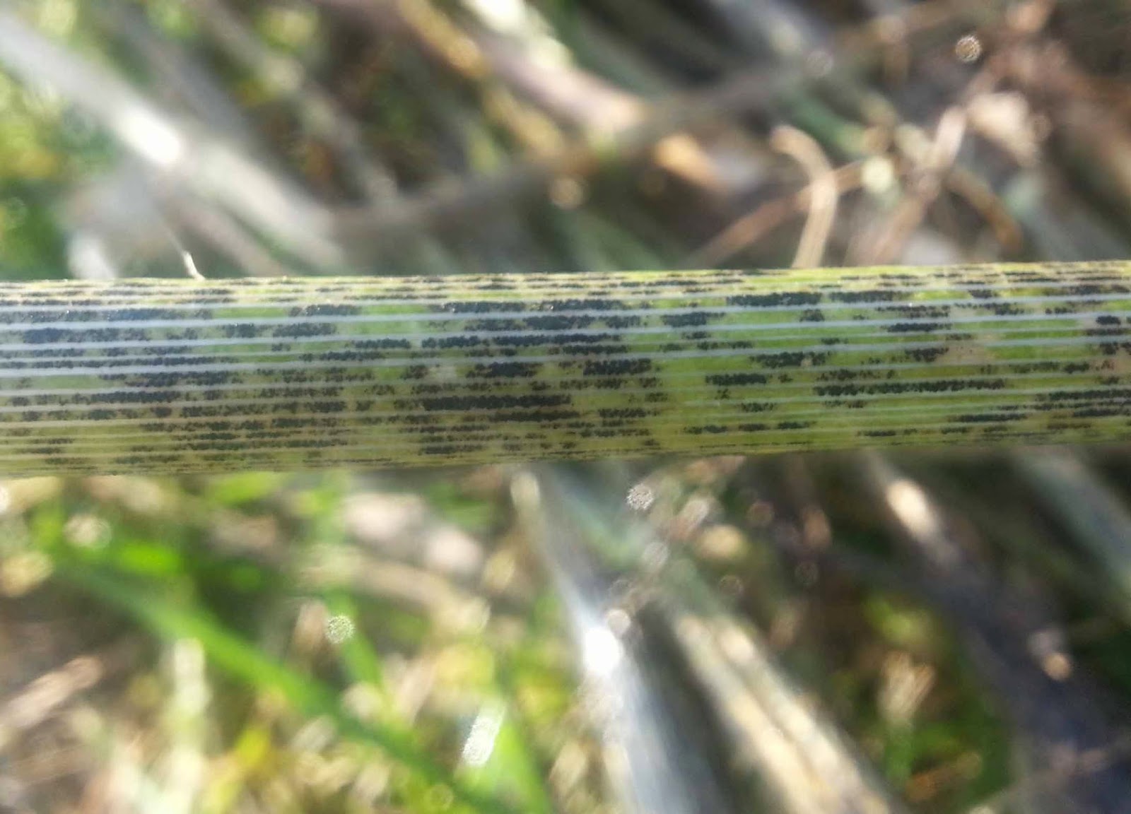 The Gardening Me: Harvest Monday - October 27, 2014