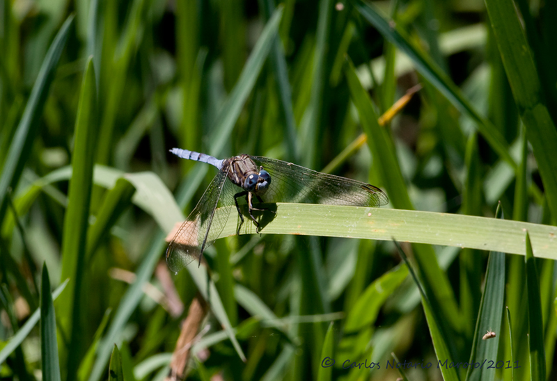 Ojos de Libélula: Orthetrum, las azules.