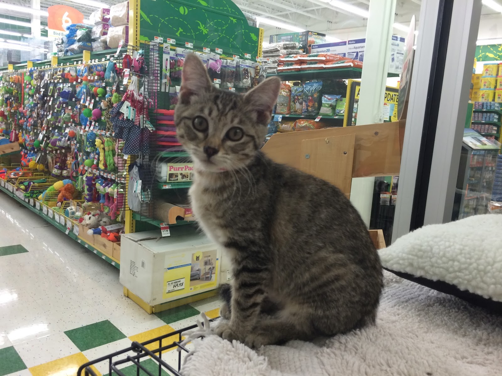 Ten Lives Club at Pet Supplies Plus E. Amherst : ADOPT A TLC SHELTER CAT!