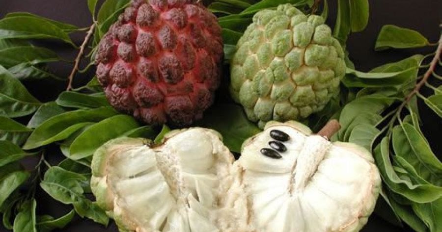 This One Fruit Kills Malignant Cells of 12 Different Types of Cancer