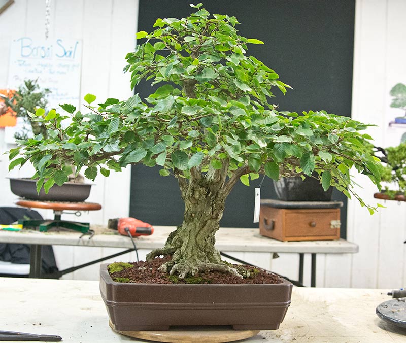 [96+] Ligustrum Italian Privet Trees Download Télécharger | Unique PhotoPNG