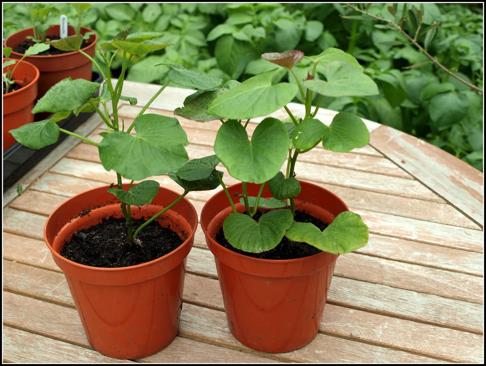 Mark's Veg Plot: Planting Sweet Potatoes