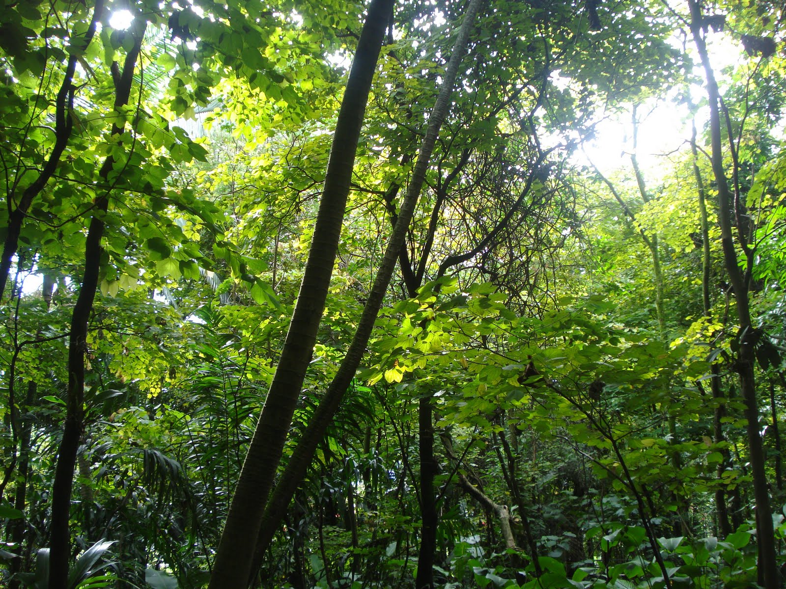 Genetic X: Bienvenidos A La Selva