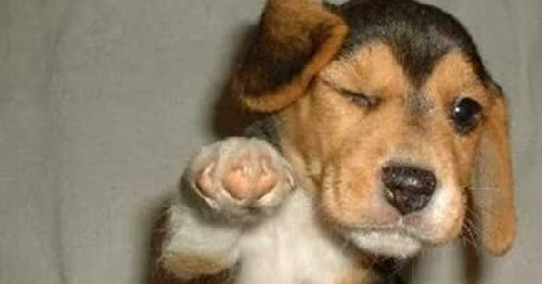 Dogs give us their all: Train your dog to high five
