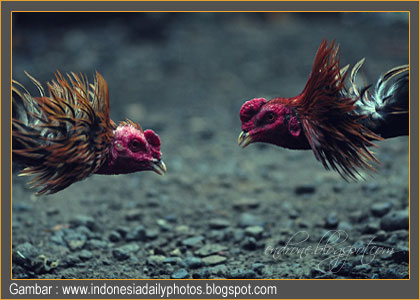 Tajen, Sabung Ayam Bali - endrone.blogspot.com