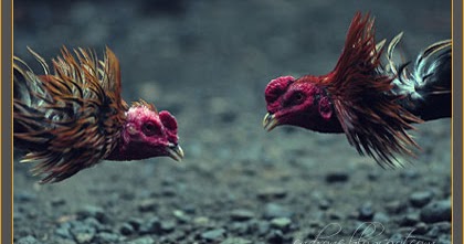 + Sabung Ayam Paling Cantik, Inspirasi Penting!