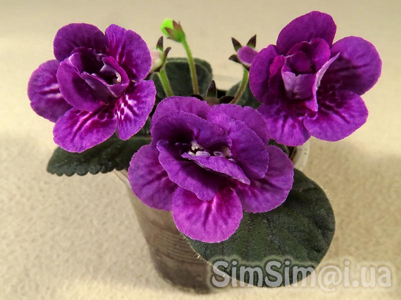Beauty will save the world!!!: Sinningia "SimSim Chunga-Changa"