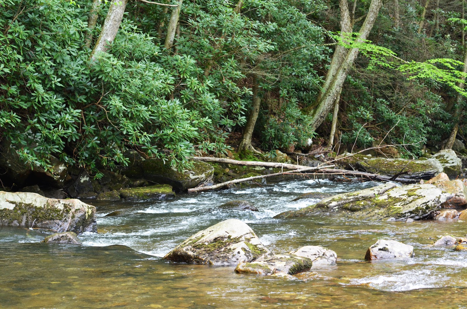 Virginia Fishes: Candy darters (Etheostoma osburni) in Big Stony Creek