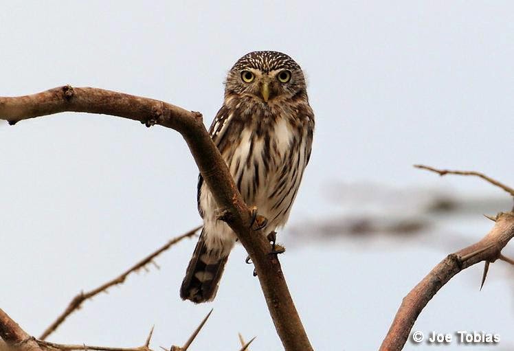 Tierra de lechuzas, búhos, mochuelos, autillos, cárabos: Mochuelo ...