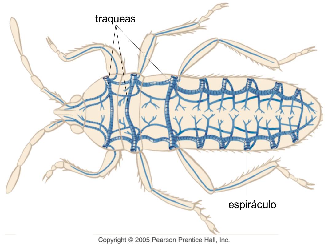 Biología grado séptimo 2016.: IMÁGENES RESPIRACIÓN EN ANIMALES (directa ...