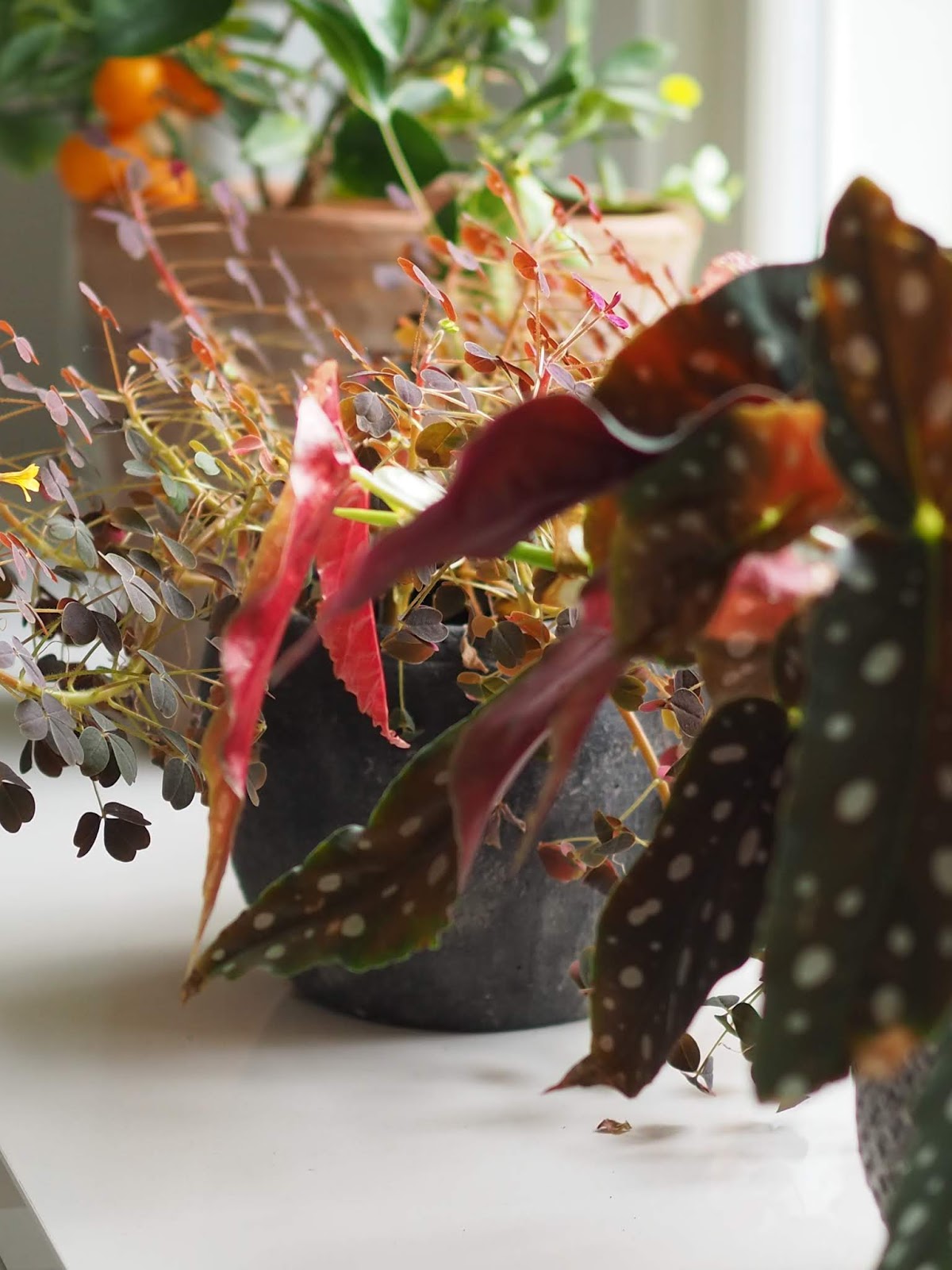 Mansikkatilan mailla: Vihersisustamista - Olohuoneen viherkasvit