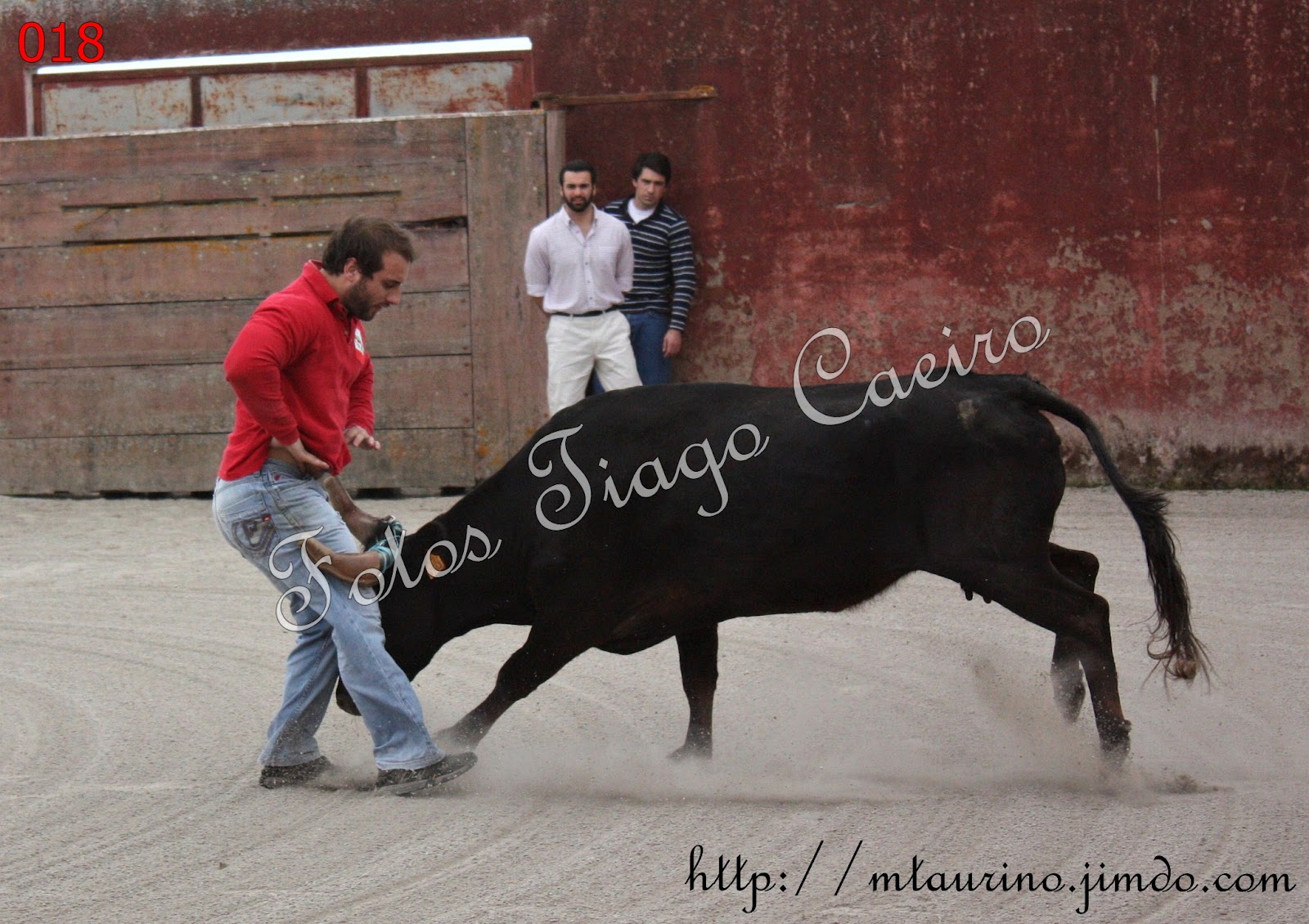 Treino do Grupo de Forcados de Coruche | FORCADO AMADOR