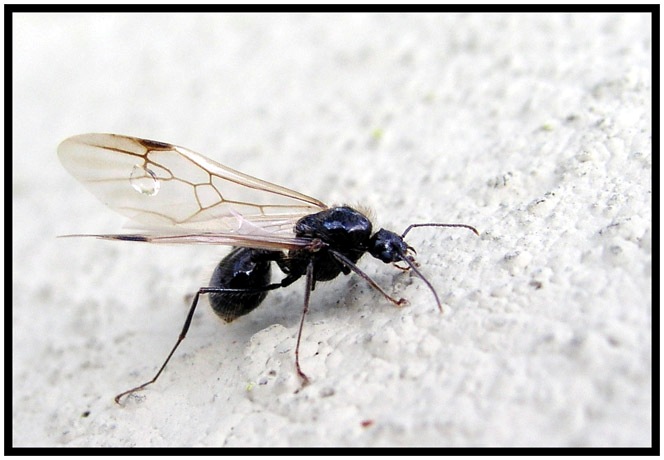 Costa Chica Nuestra: LAS CHICATANAS: MANJAR AFRODISÍACO