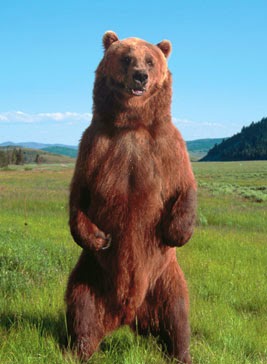 O.S.P.A. Santa rosa de lima: tipos de osos