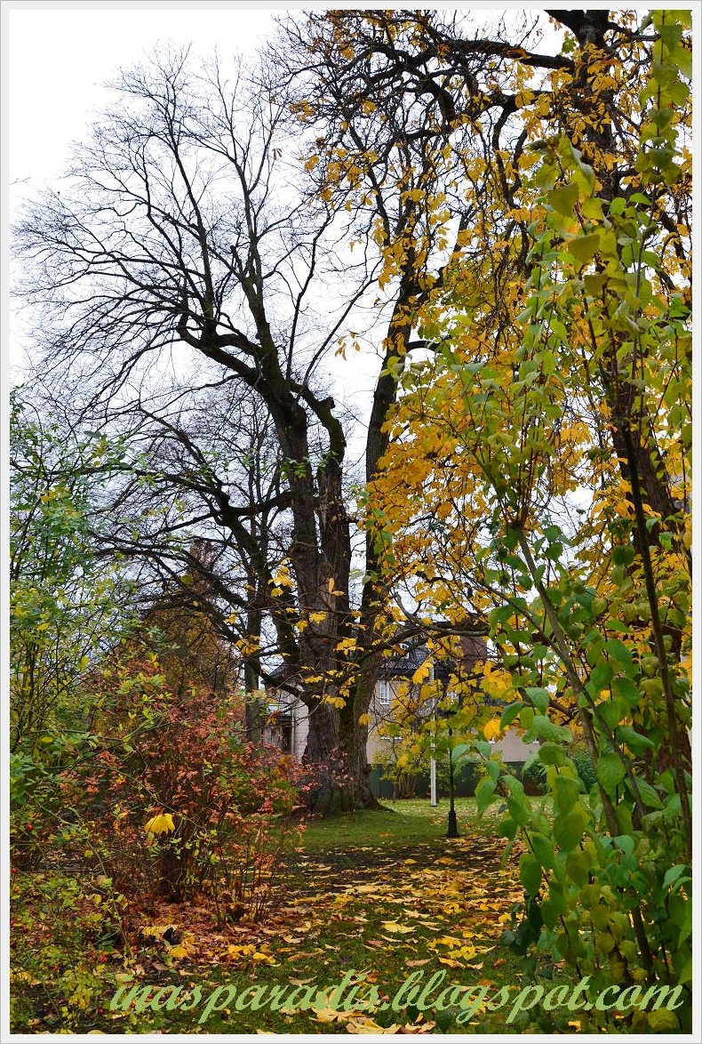 Inas paradis: Jesienne obrazki.....