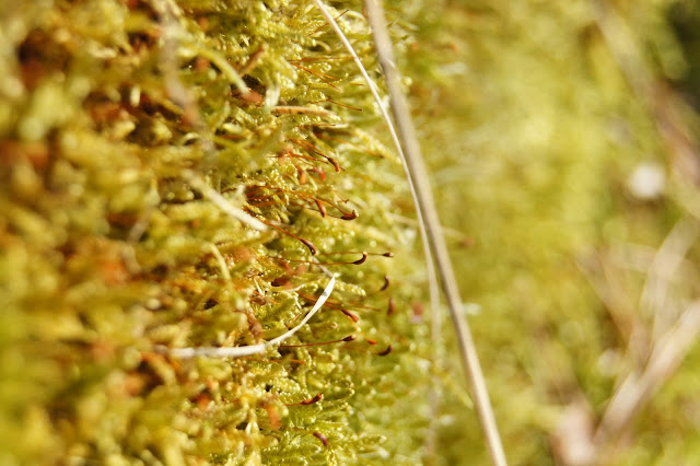 Metsät: kasvillisuus ja sienet