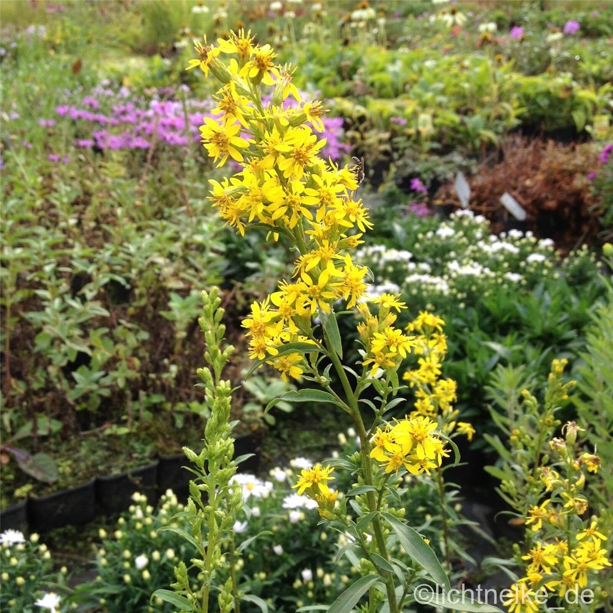 Seminte si plante de gradina hobby: Splinuta-Solidago Virgaurea