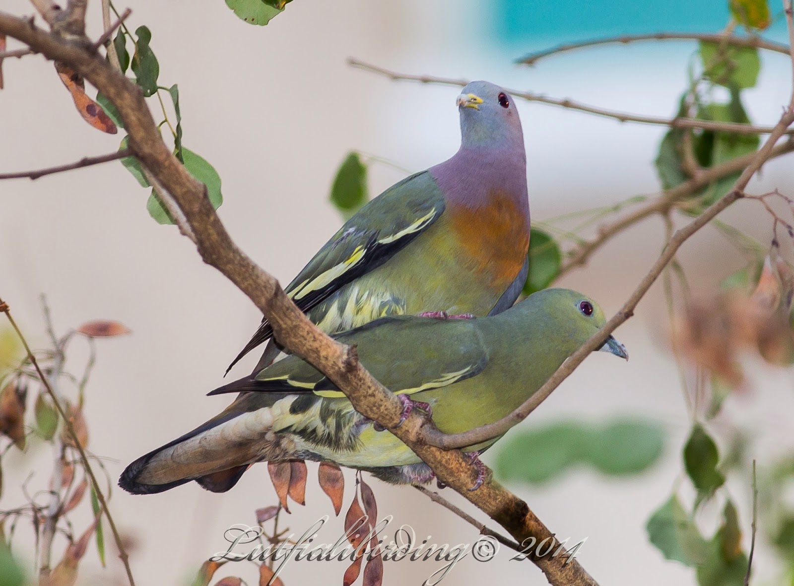 Pink Necked Green Pigeon