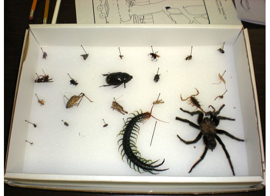 Young Entomologists of the Future