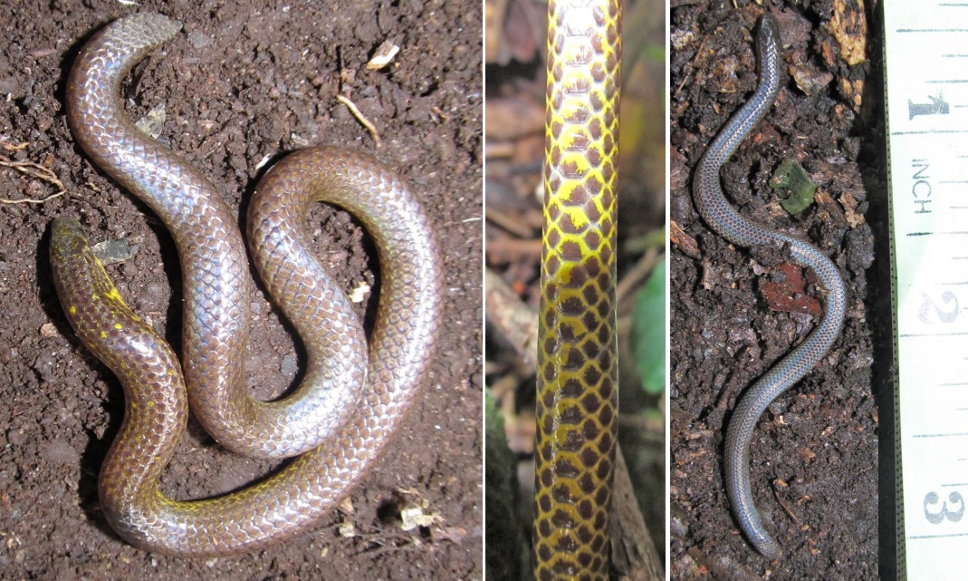 Species New to Science: [Herpetology • 2020] Uropeltis rajendrani • A ...