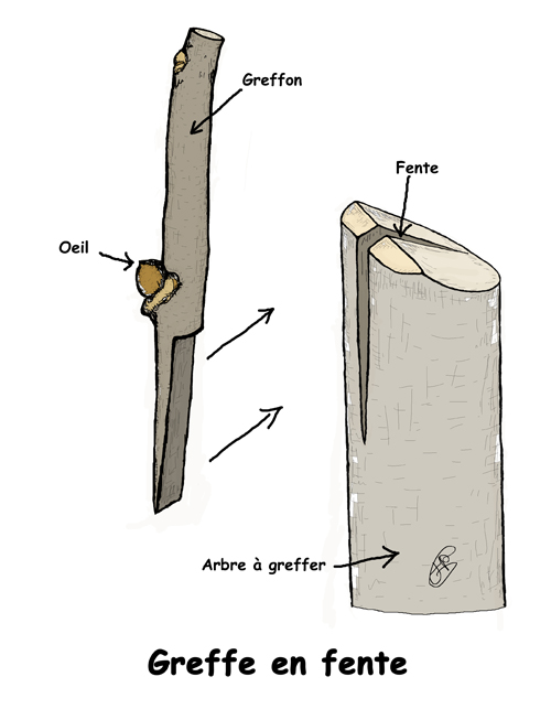 Recevez gratuitement le guide: Le calendrier des greffes Vos données ...