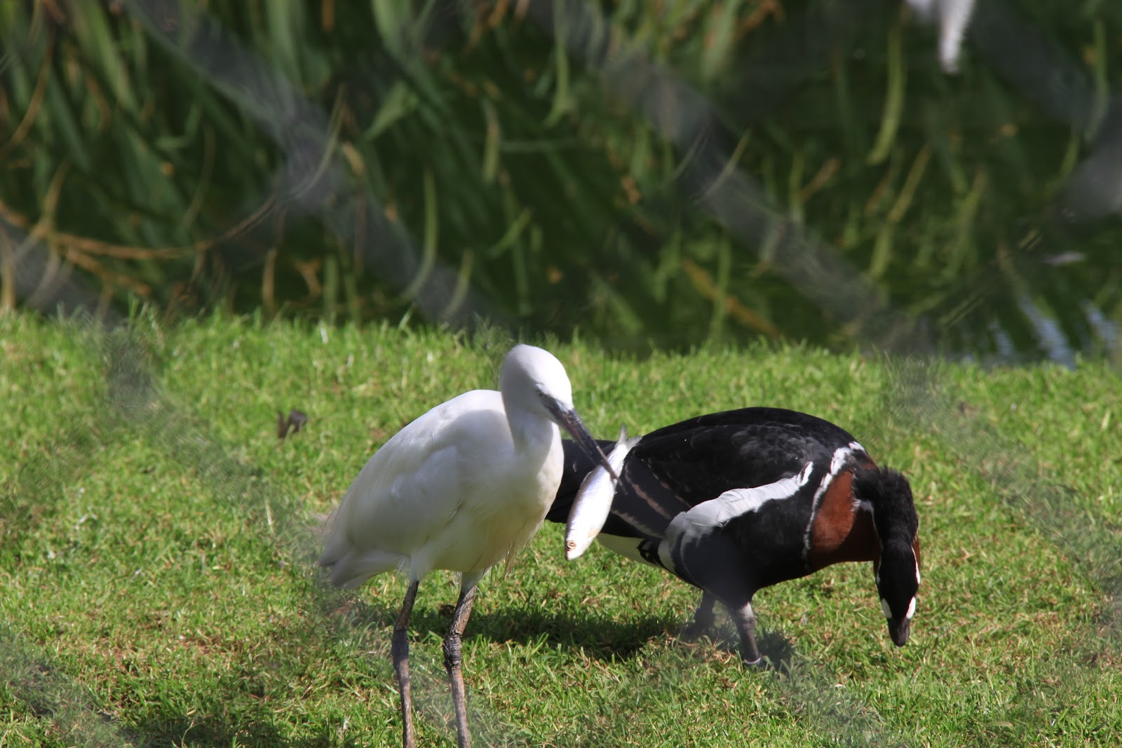Photos from the life of a Welshman: Chester zoo birds