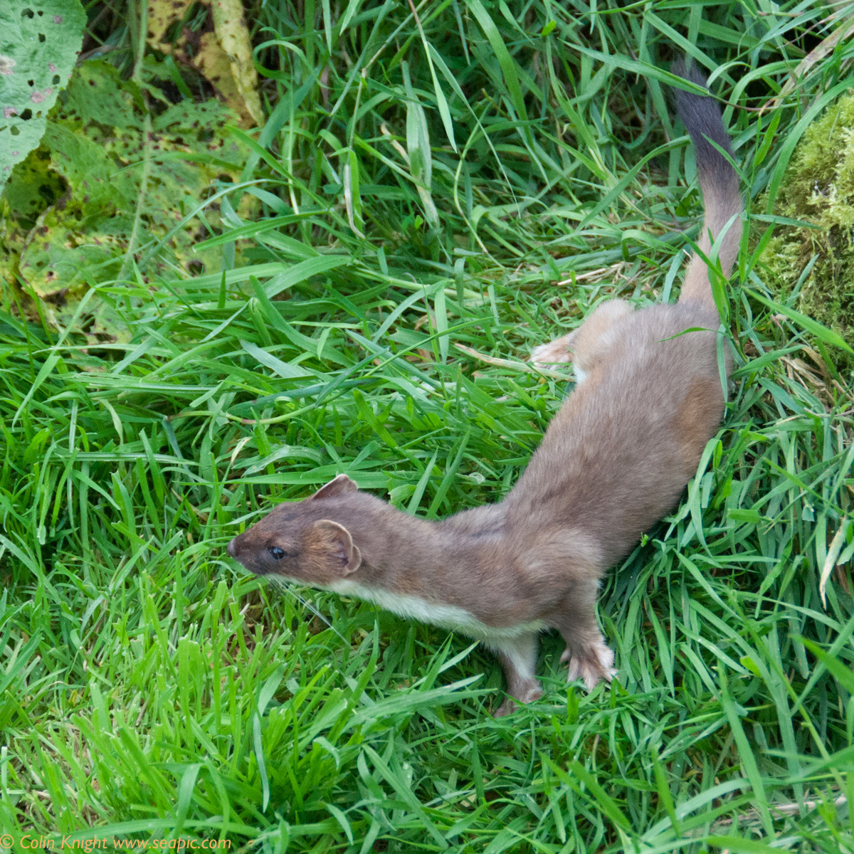 Postcards from Sussex: A day at the British Wildlife Centre