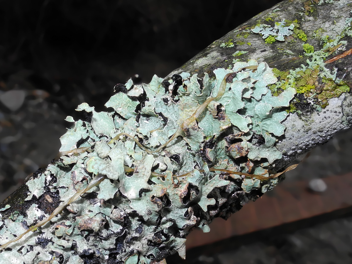 Wanderin' Weeta (With Waterfowl and Weeds): There's always lichen