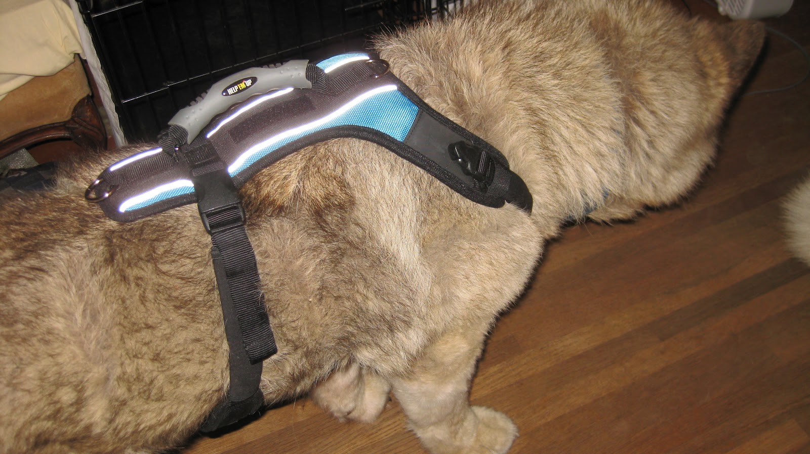 Pawsitive Feedback's Dog Blog - www.pawsitivefeedback.com: Mobility ...