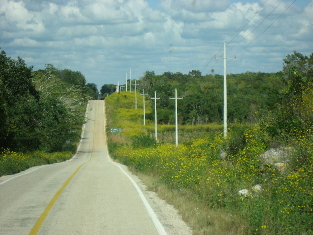 Botany Without Borders: Tajonal, The Secret Mayan Plant