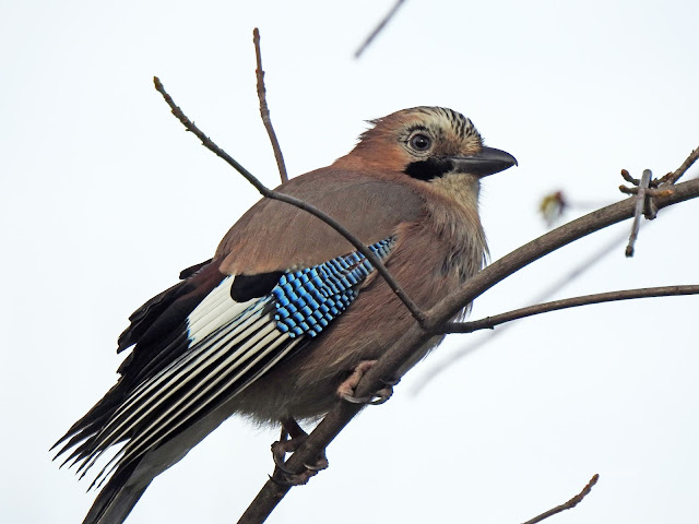 PASARI DIN ROMANIA: GAITA, Garrulus glandarius