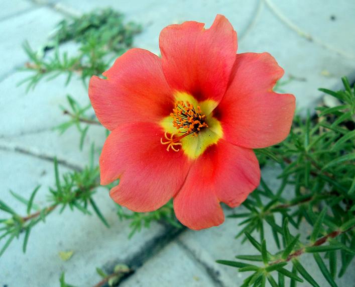 Buchetul miresei: Flori de piatra (Portulaca grandiflora)