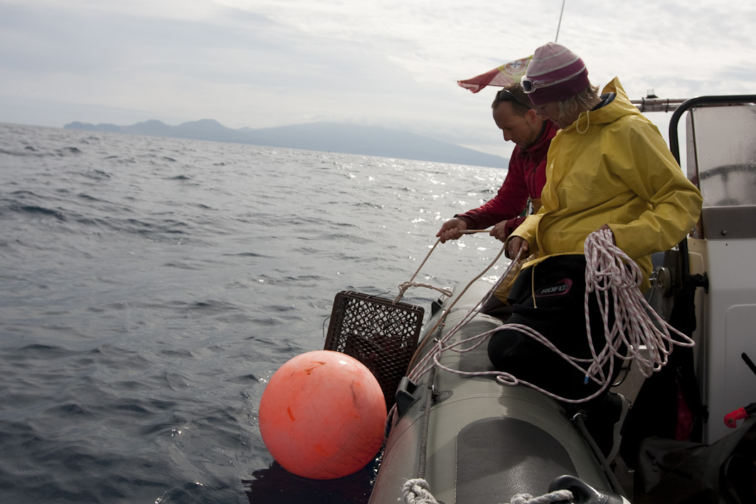 Pico Whales and Dolphins: Erich Ritter with Shark School in Pico